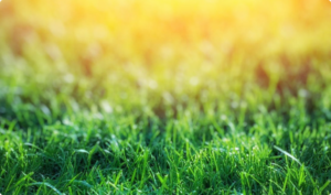 ABS Edgebanding - PRI Edgebanding